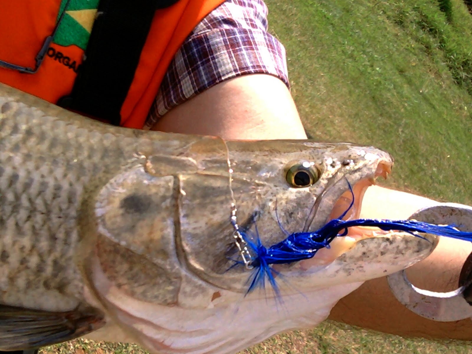 Amilton e Diego - Dicas De Pesca: Traíra / Wolf-Fish ( Hoplias ...