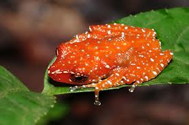 Types of different frogs: Cinnamon Tree Frog