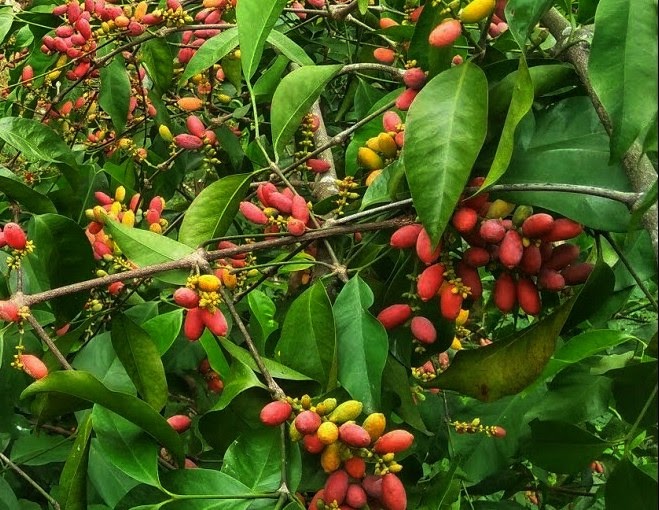Tropical Fruits and Its Value: Melinjo ( Gnetum gnemon )