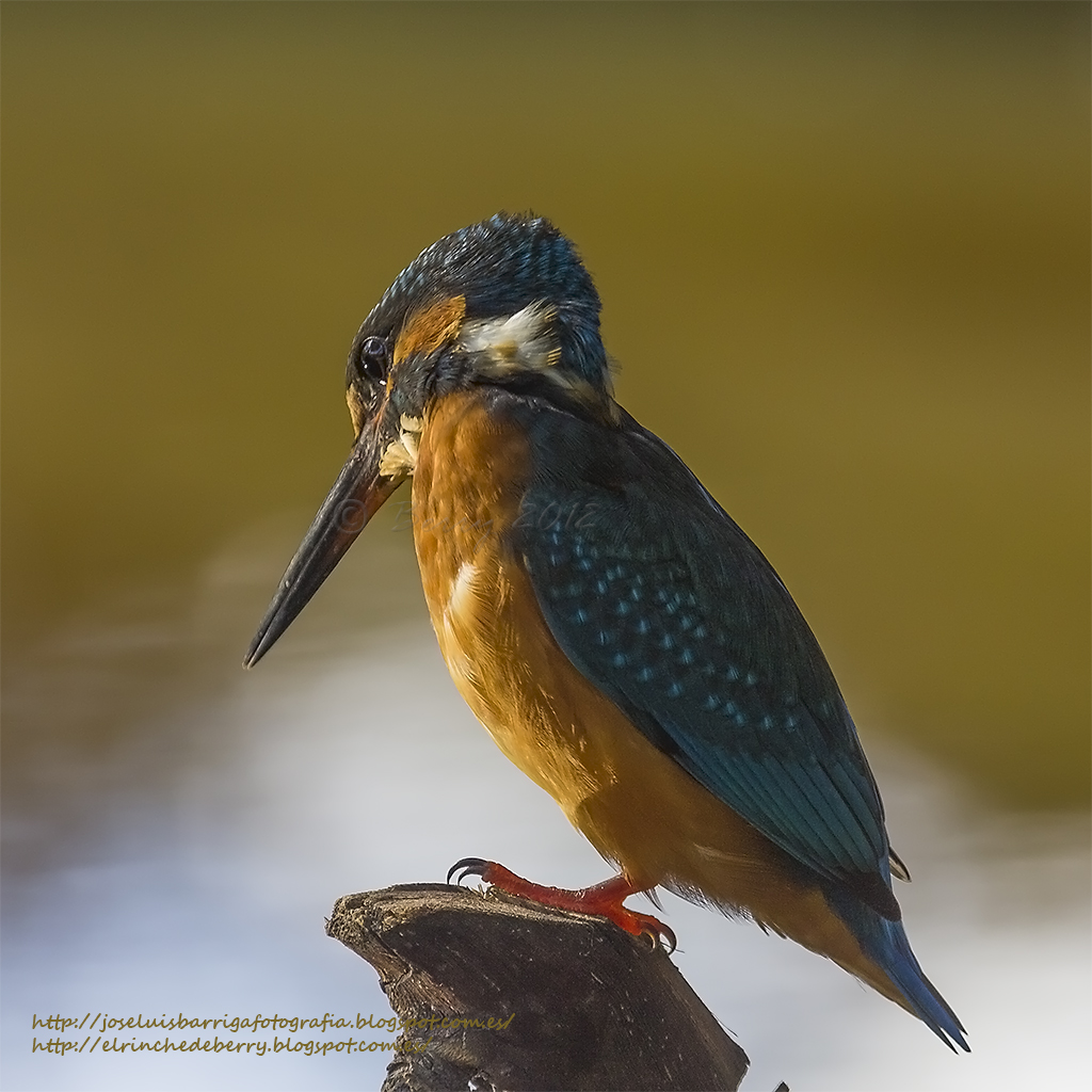 El Rinche de Berry : Fotos de Aves