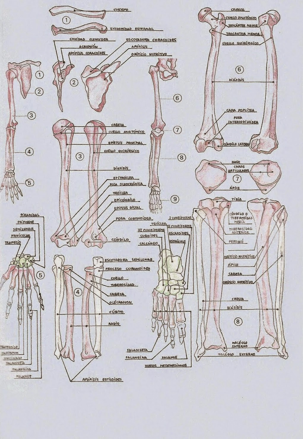 Ilustraciones Cientificas -Beatriz Moreno-: Partes del Esqueleto Humano