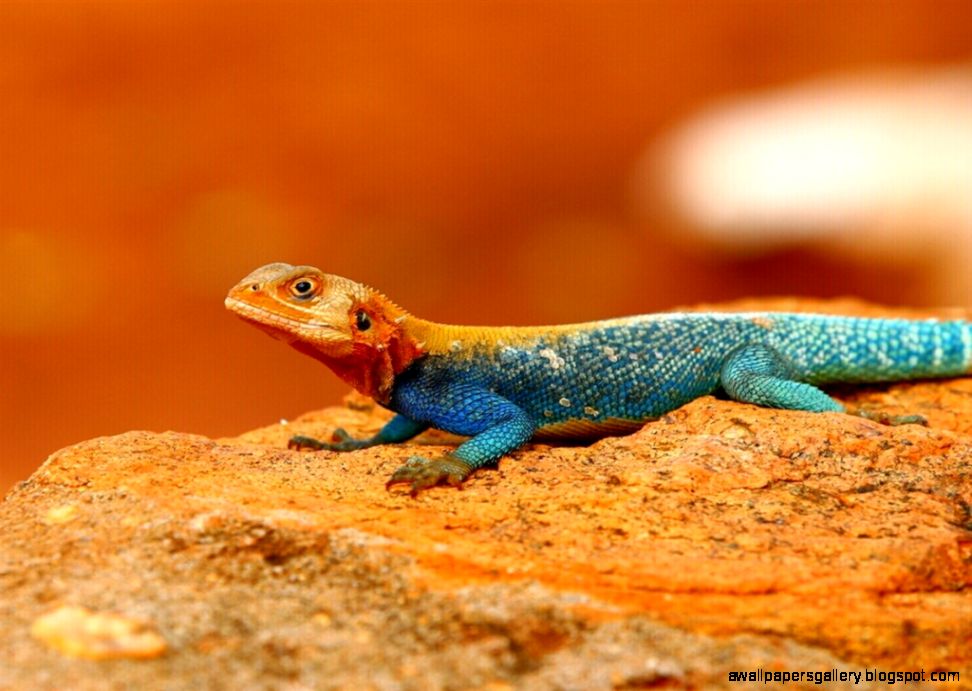 Colorful Lizard Wallpaper | Wallpapers Gallery