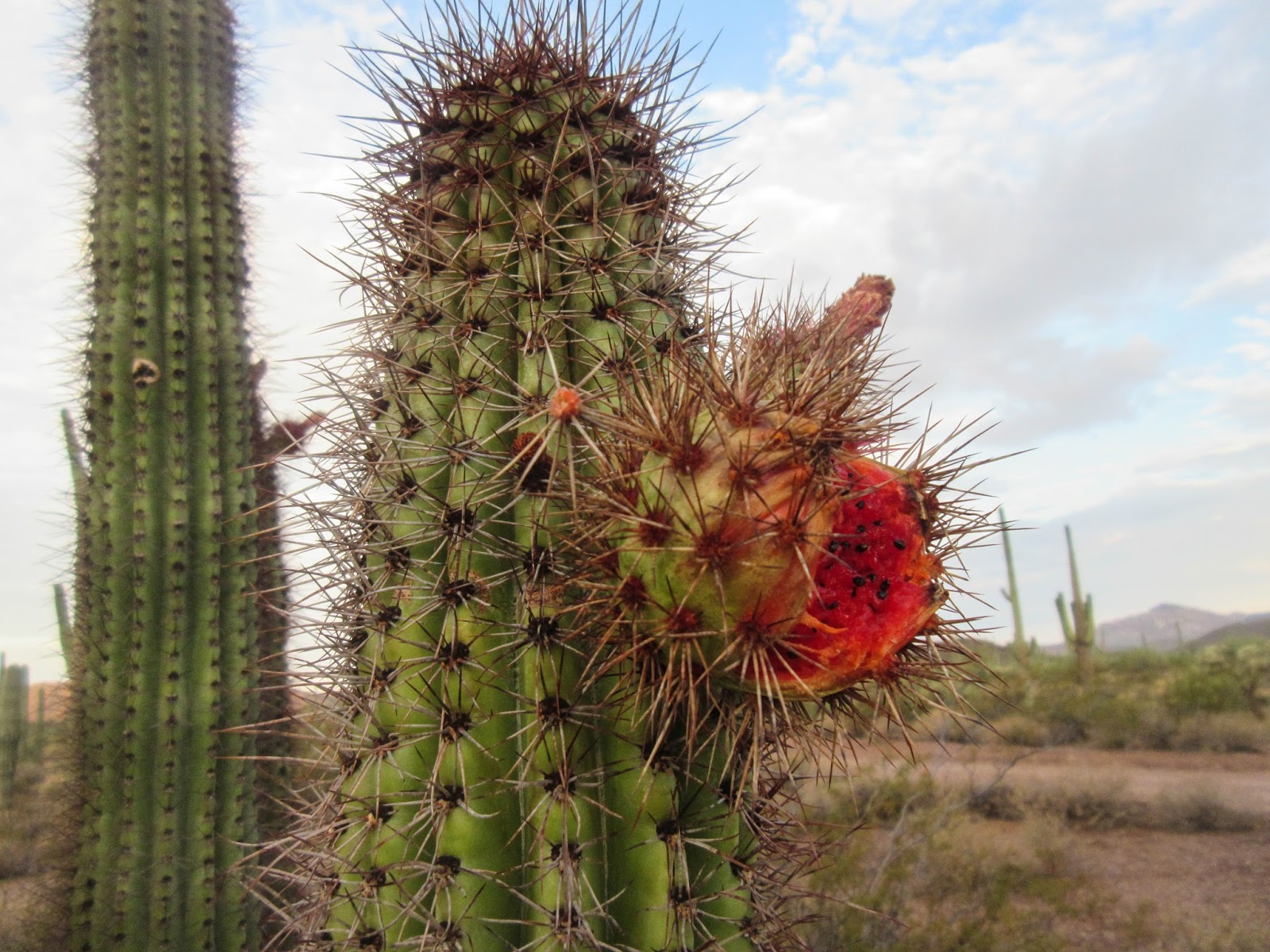 Cannundrums: Organ Pipe Cactus Fruit