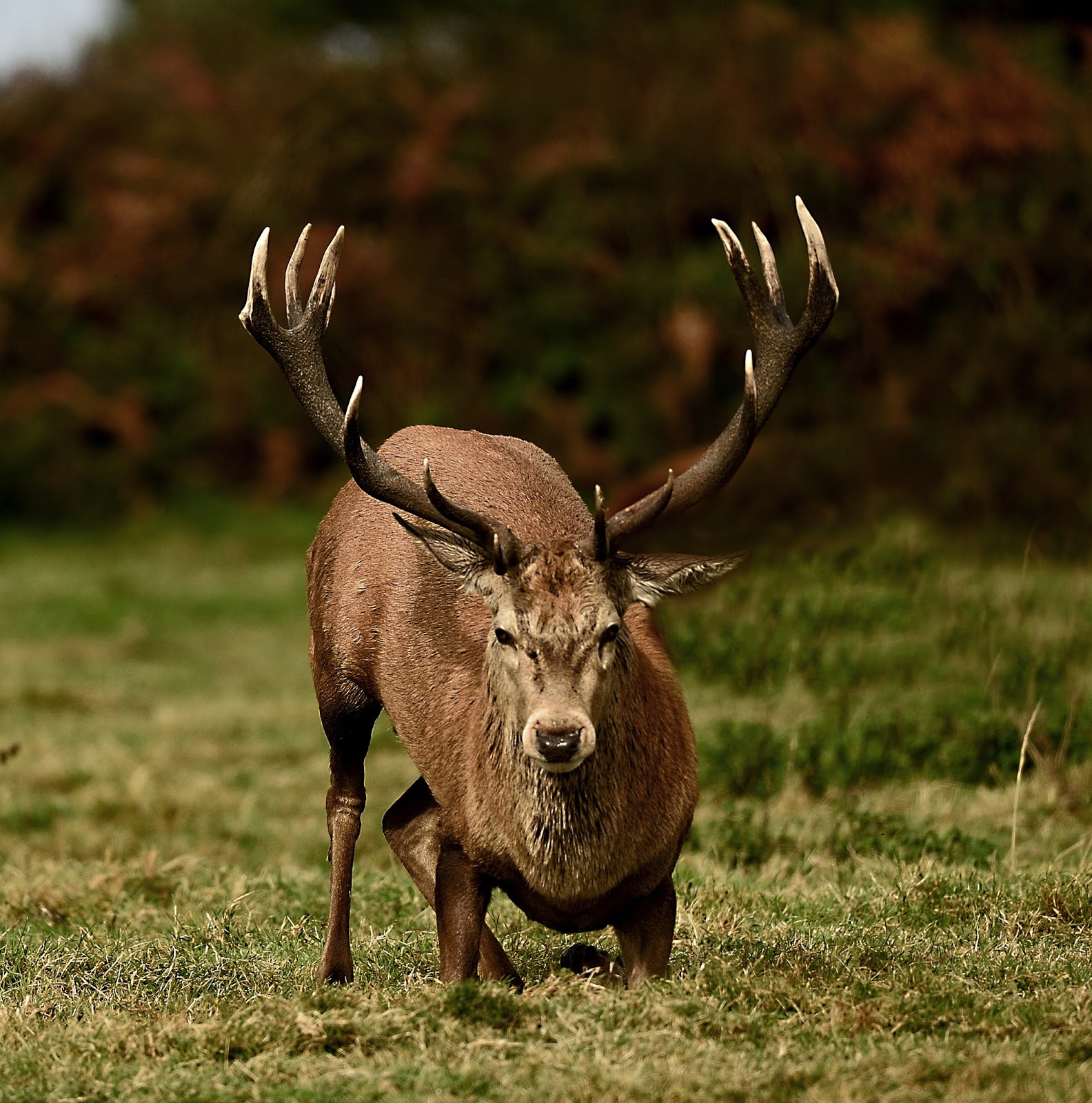 Alan James Photography : Relaxed Red Deer