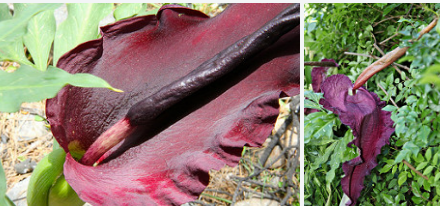 10 Bunga Paling Berbau Busuk di Dunia Beserta Gambarnya | ALL ABOUT FLOWER