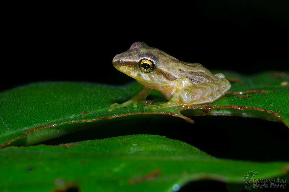 nature photography + herping : CR - Amphibians