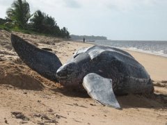 Reserva Natural Galibi: Galibi... Un destino encantador.
