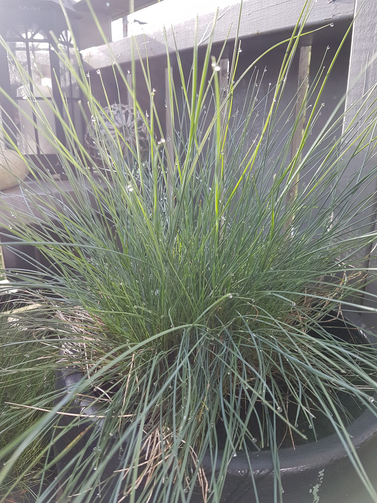 Fruens Flora: Prydgress.