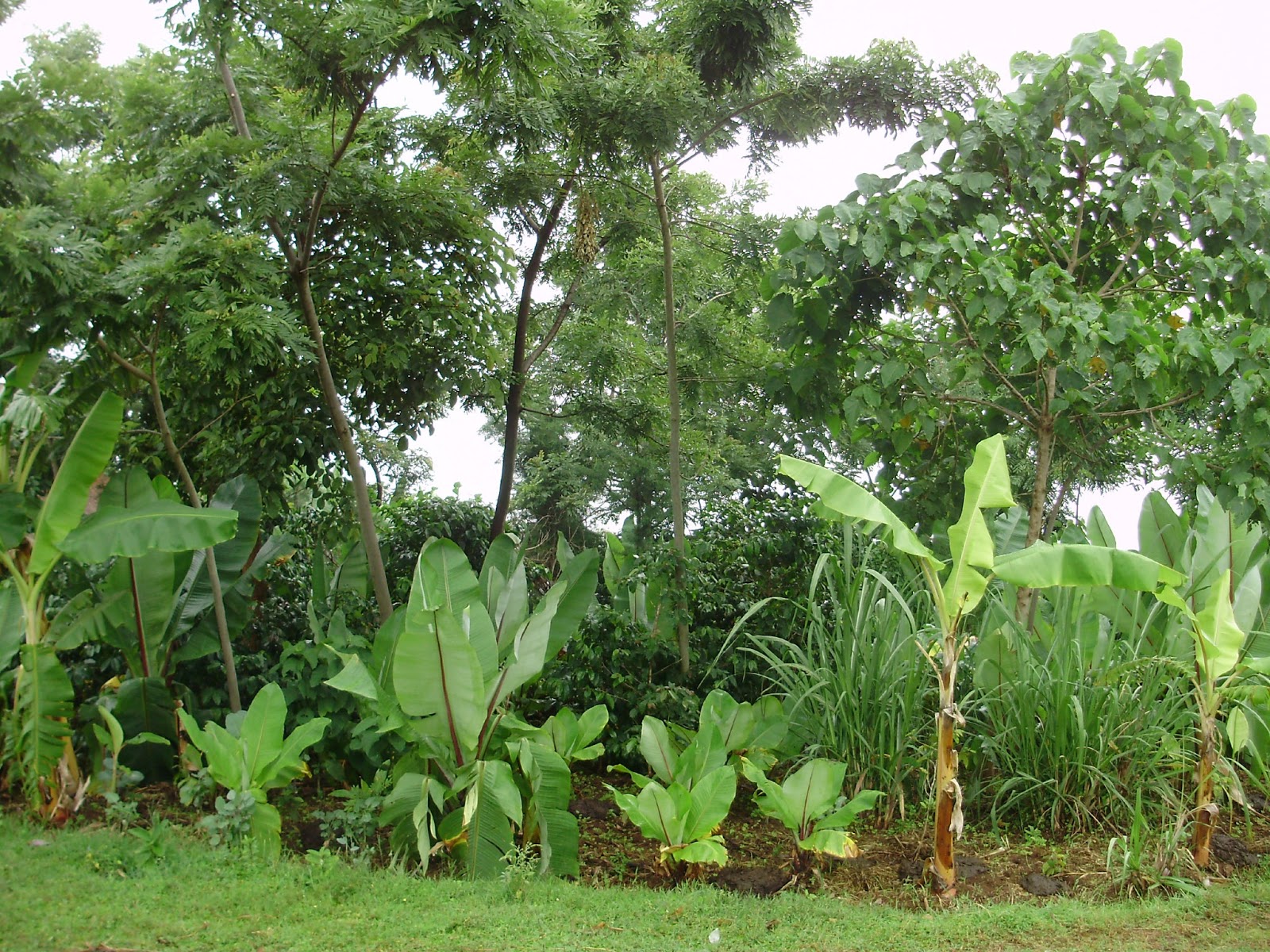 March Forward, Dear Mother Ethiopia!: Agroforestry in southern Ethiopia