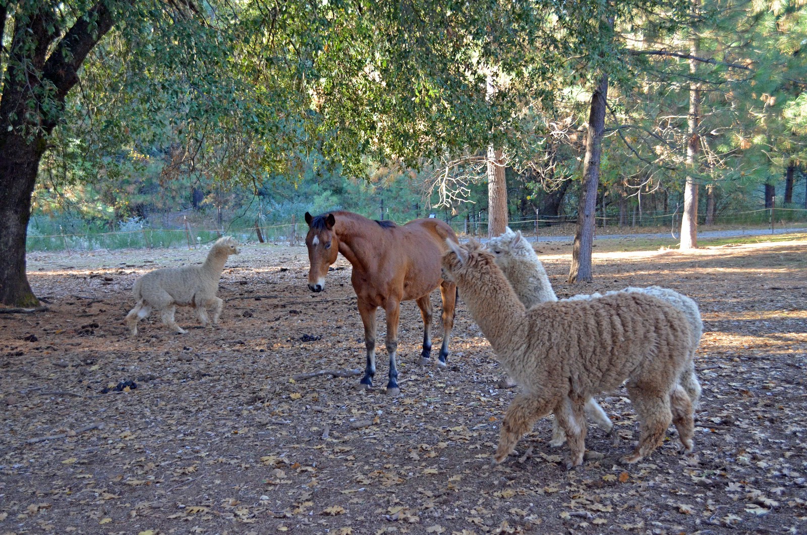 Discovering Ranch Life: Alpackor