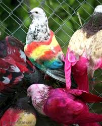 Mis amigas las palomas: Fotos palomas mensajeras