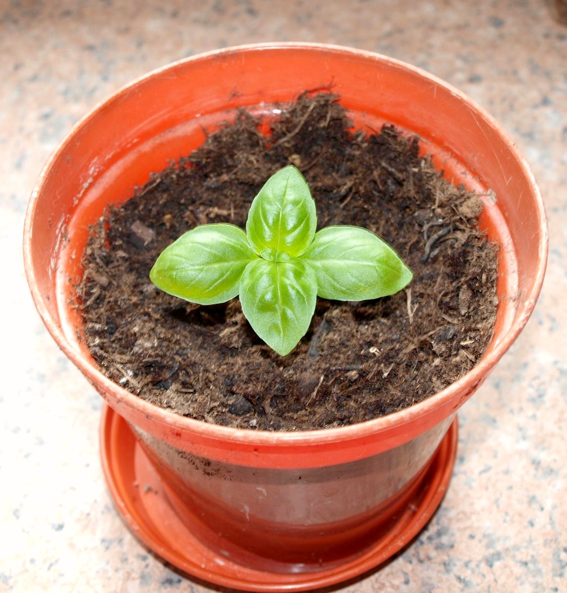 Mark's Veg Plot: Pricking out and potting on