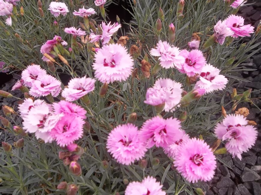 Future Plants by Randy Stewart: Dianthus
