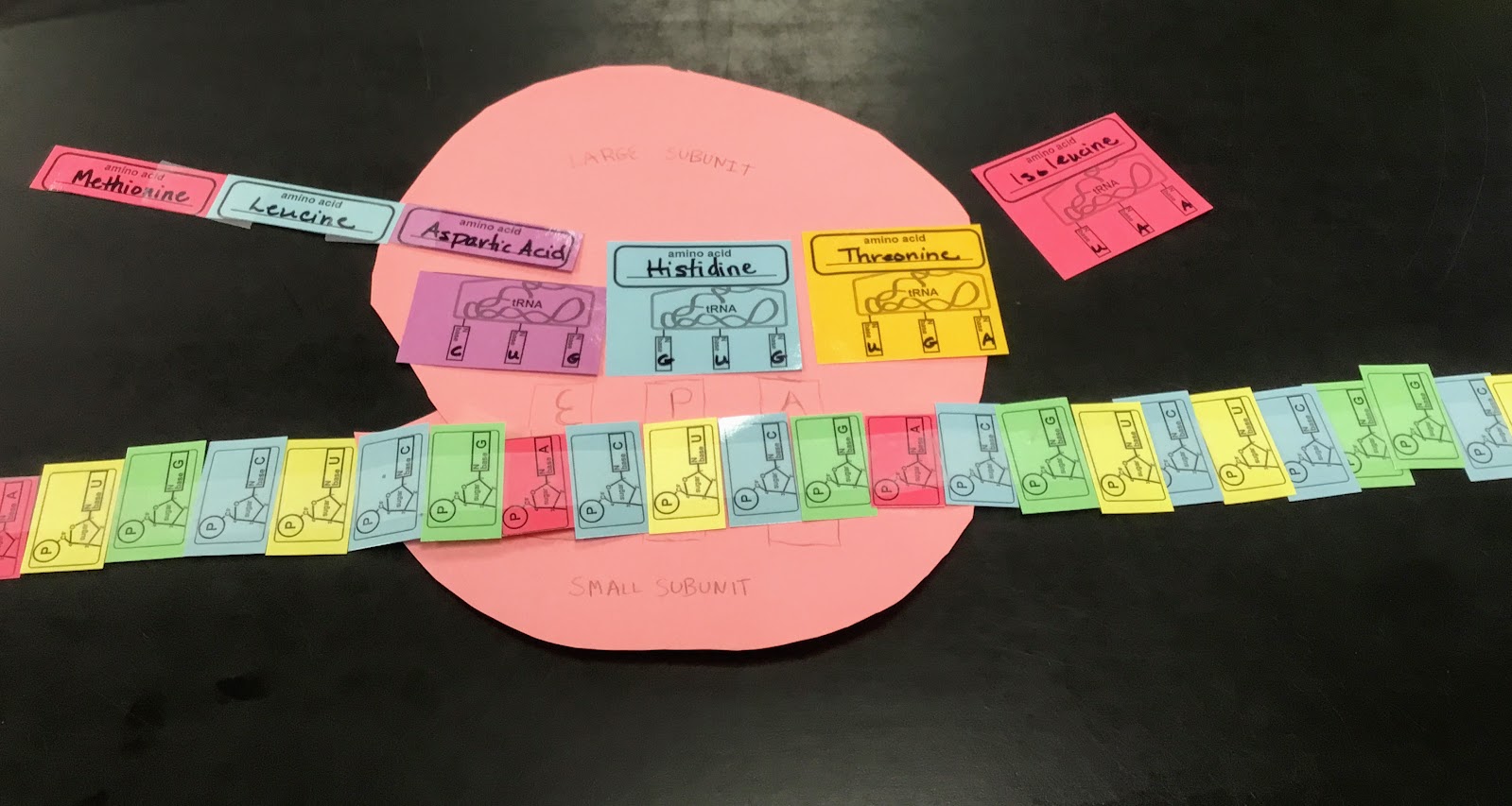 Biology by the Math Mom: Revising Transcription and Translation for AP ...