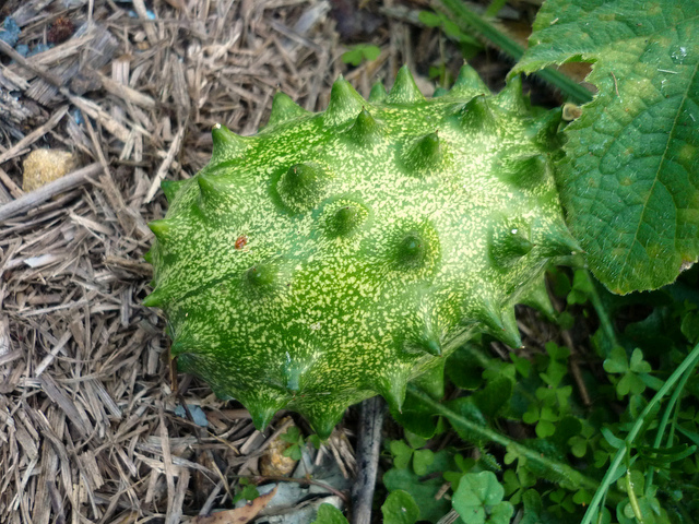 Horned Melon...