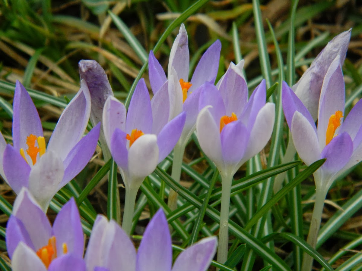 LA MULTI ANI, ROMANIA!: Branduse