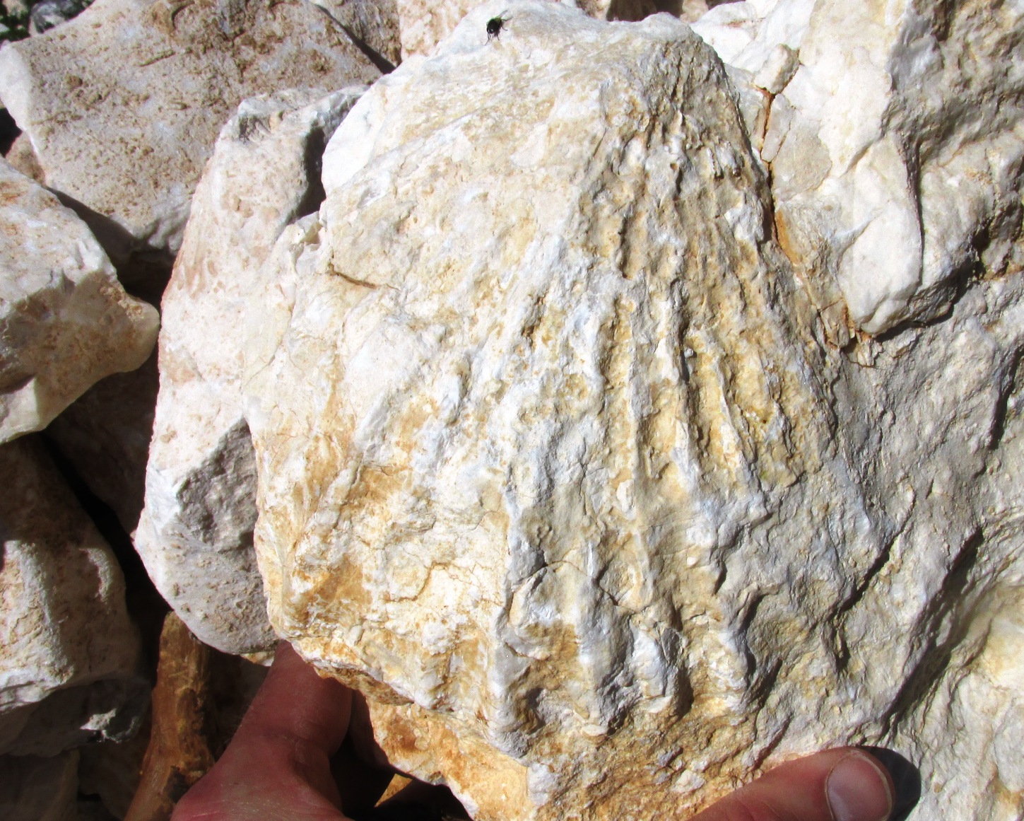 HERCEGOVINA-GEOARHEO: JEDINSTVENI FOSILI MORSKIH ŠKOLJAKA STARIH PREKO ...