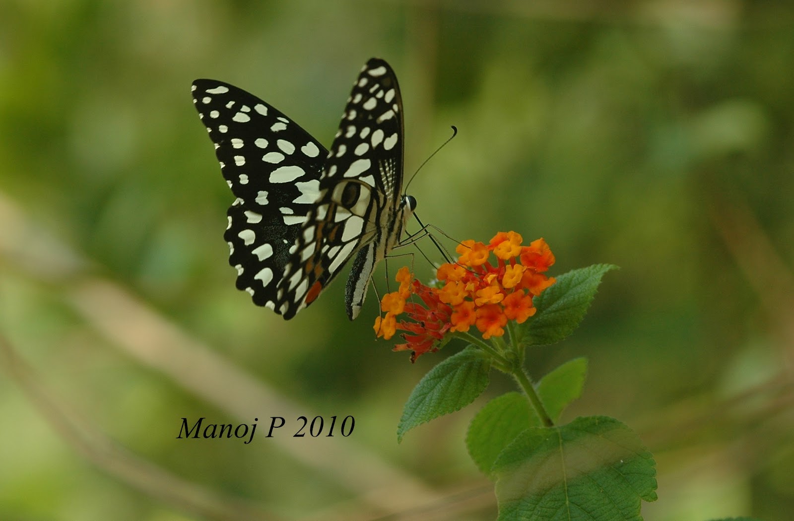 My Butterfly Garden: May 2012