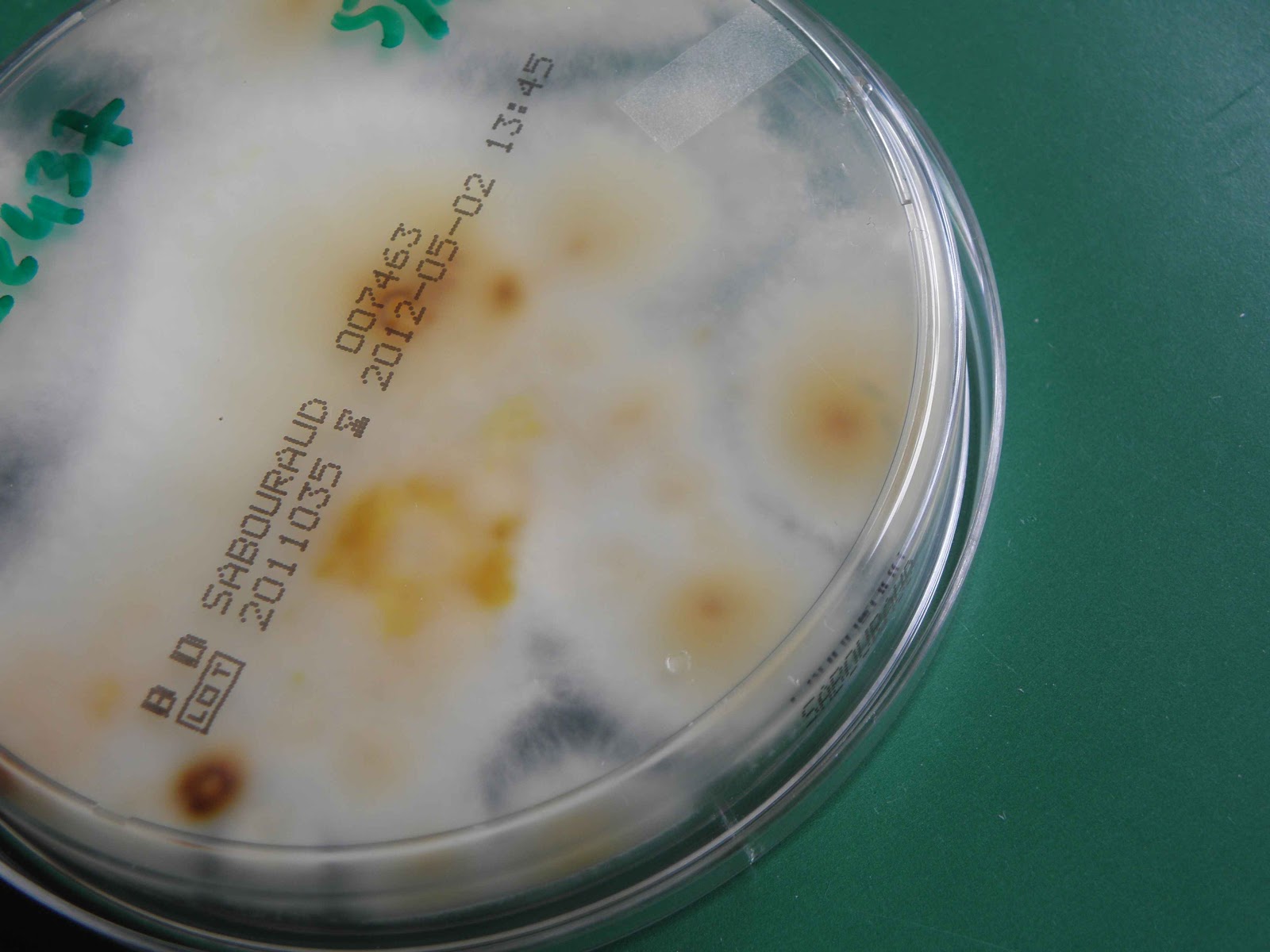 ATLAS MICOLOGIA: TRICHOPHYTON MENTAGROPHYTES