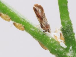 Blog do Ibraf: 65% dos psilídeos de São Paulo carregam a bactéria do HLB