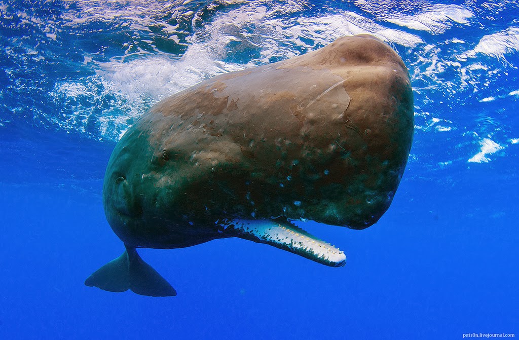 Animales, animalicos y bichejos: Cachalote