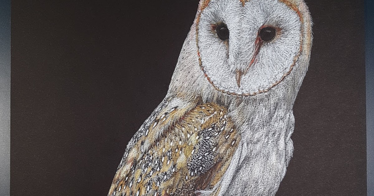 My art corner: Barn Owl - colored pencil drawing