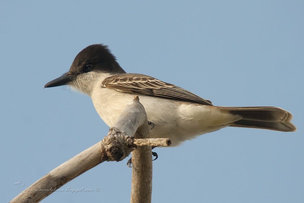 Aves del Nea: Pitirre Guatíbere (Loggerhead Kingbird) Tyrannus ...