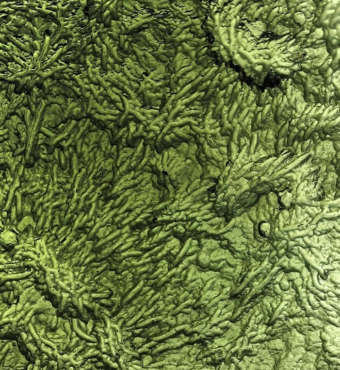 Mi mundo mineral: Moldavita