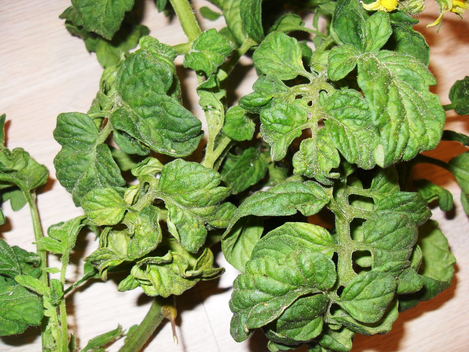 The Scientific Gardener: Defining a Weed