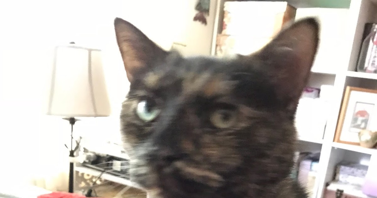 The Cuddlywumps Cat Chronicles: Pet Photo Fails: Paisley, Unfocused
