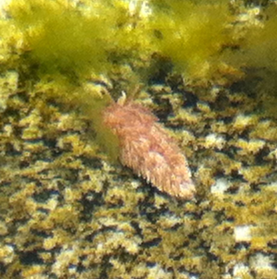 Between the Tides of Nova Scotia: Crangon septemspinosa (Sand Shrimp)