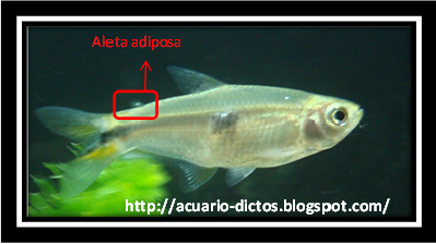 Acuario-dictos: Aletas de los peces