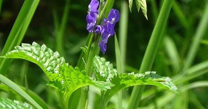 Blue porterweed (Stachytarpheta jamaicensis)