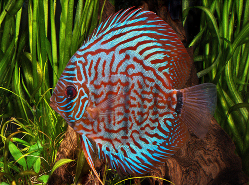 Ini Dia Jenis dan Harga Ikan Discus Termahal yang Mudah untuk ...