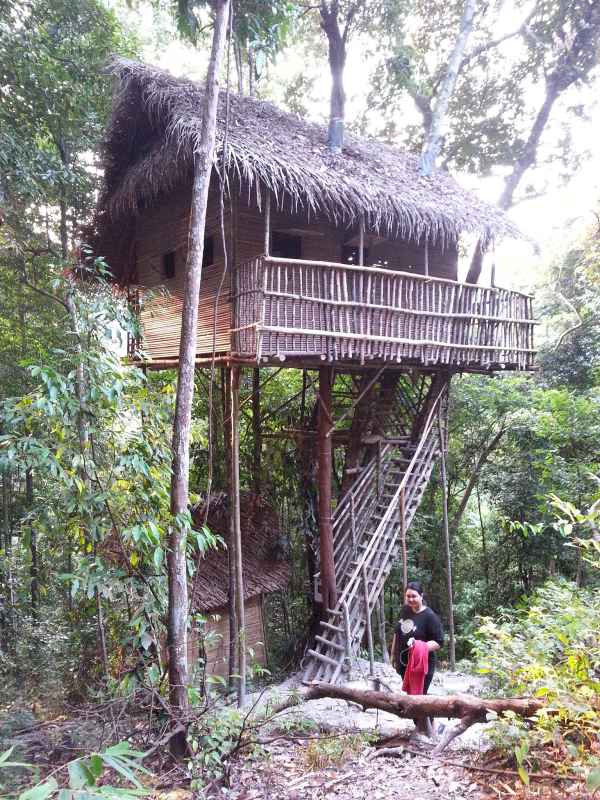 Hydrangea lover's: Rainforest Tree House, Johor