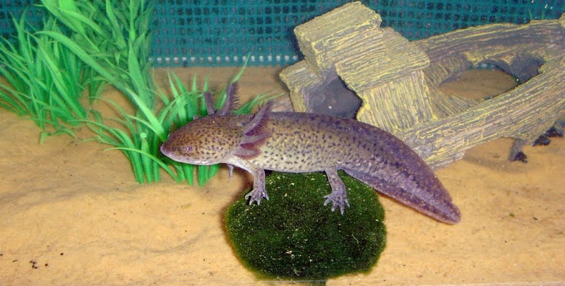 Better to be Together: Aksolotli / Axolotl