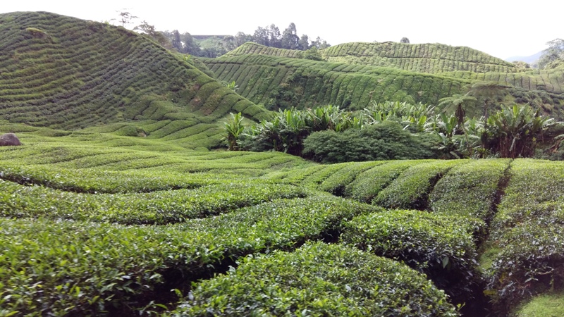 TRAVELOG: GUNUNG IRAU, CAMERON HIGHLAND : Hutan Lumut Tercantik, macam ...
