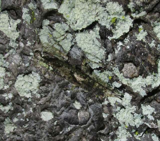 Photos and Info on Ants and Termites of Malaysia: Tropical Rainforest ...