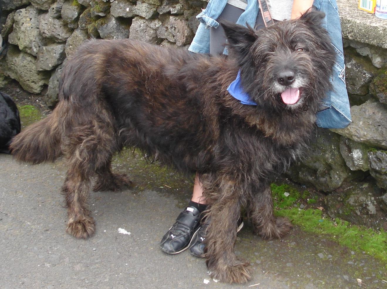 Associação dos Amigos dos Animais da ilha Terceira: Faísca