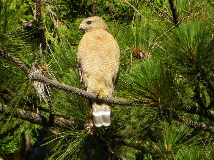 OC Birder Girl: The Hawks and Eagles of Orange County