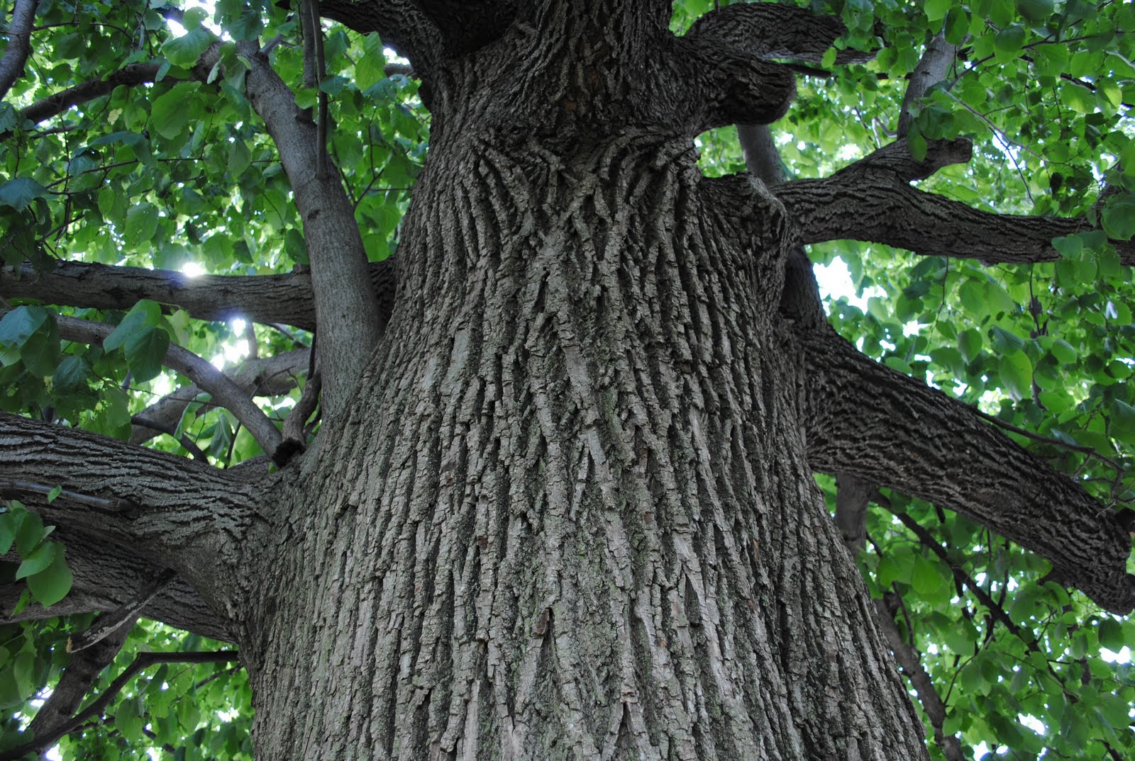 This Heavenly Life -- Messy, Loud, Always Worthwhile: Bigger Picture ...