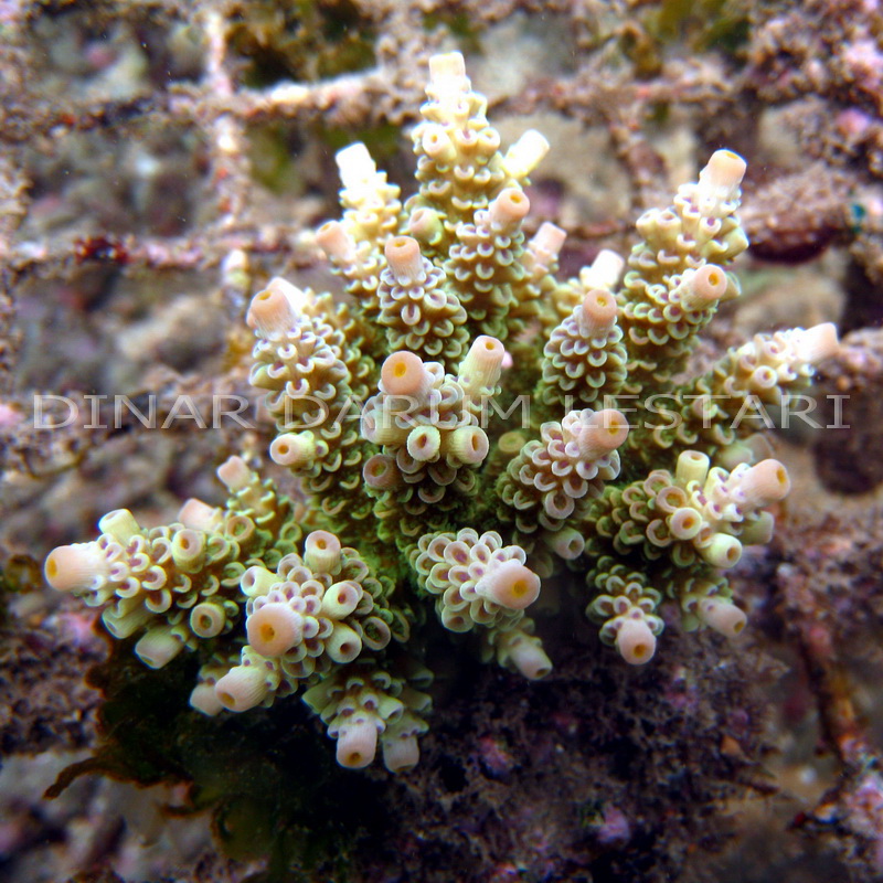 PT. DINAR DARUM LESTARI: Acropora spp