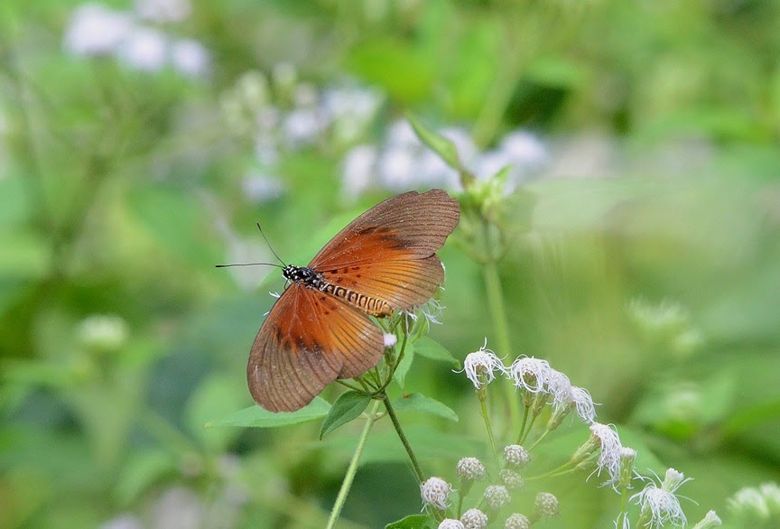 Mariposas y orugas (Volvoretas e eirugas): marzo 2014