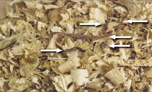 Fran Jurga`s Hoofcare + Lameness: Black Walnut Shavings and Laminitis ...