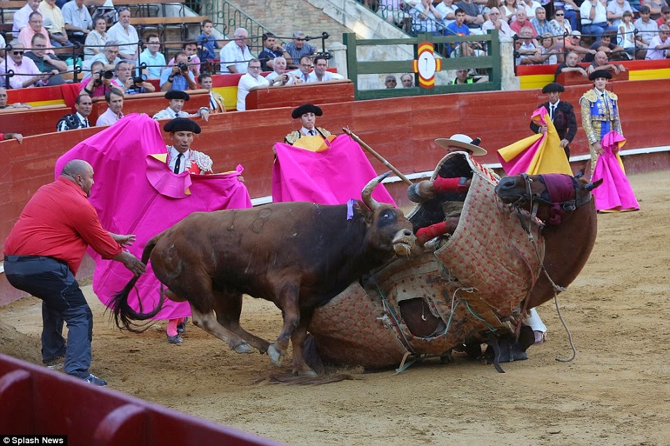 Four legged friends (and enemies): Heartbreaking: Shocking moment ...