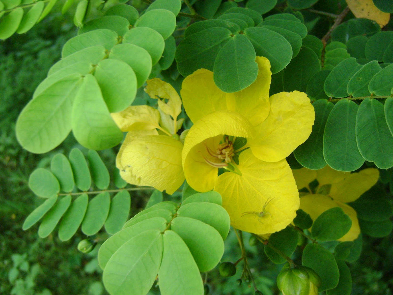 Fabaceae - Leguminosae no Brasil: Fabaceae - Senna trachypus (Mart. ex ...