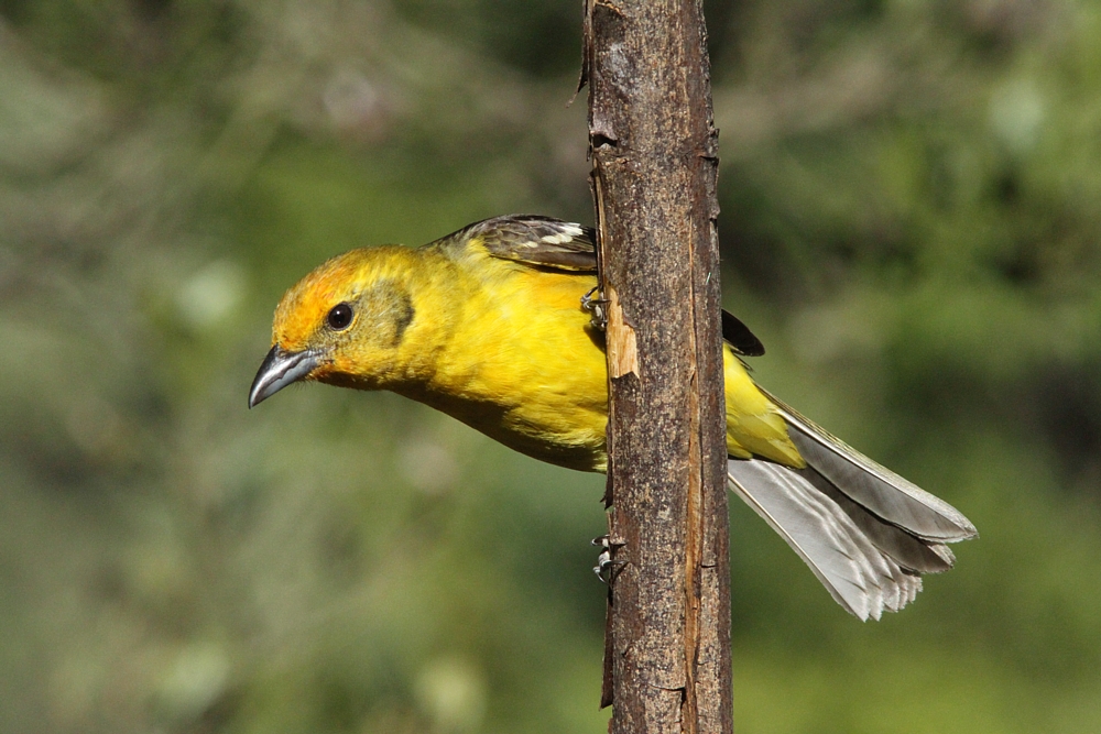 Birding Berrien and Beyond: my best tanager pics ever