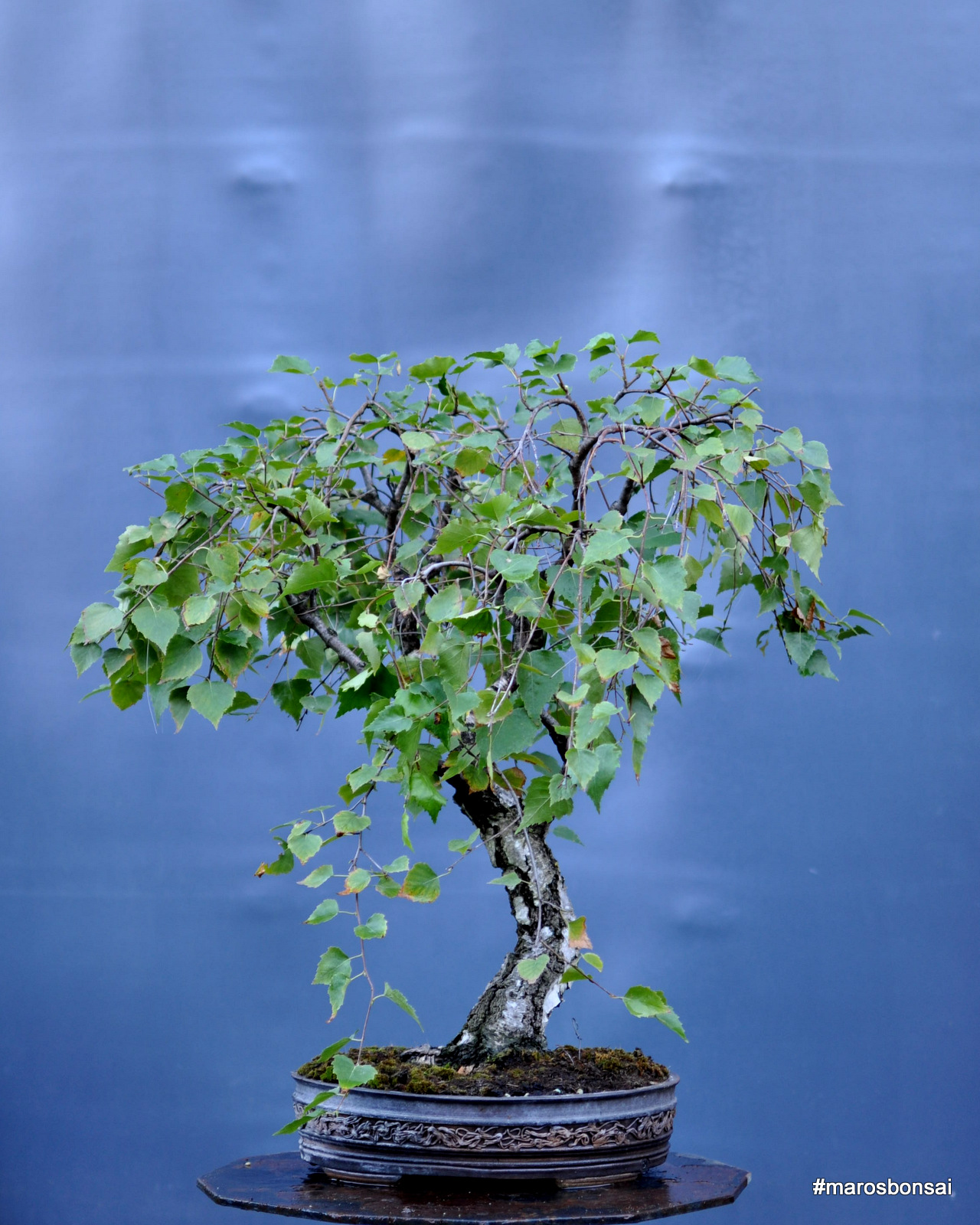 Maros Bonsai Blog: Birch "The White Lady"