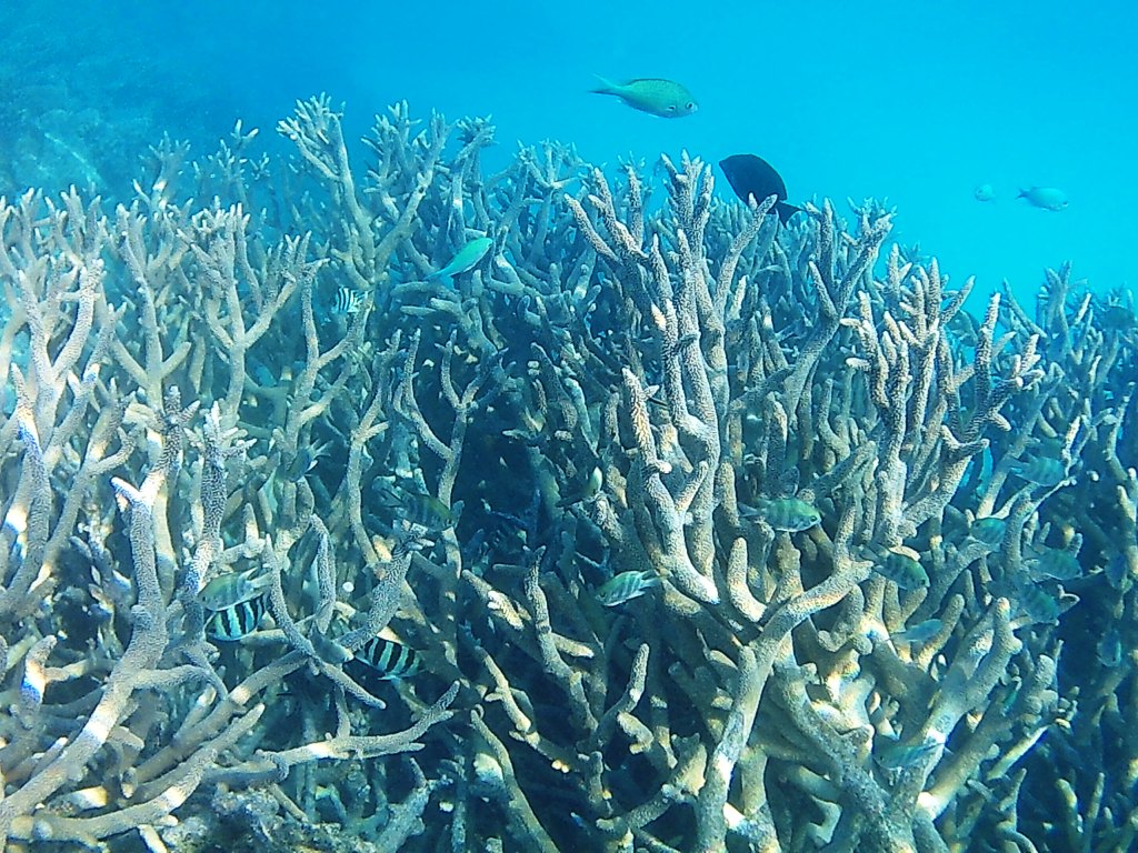 Dreamtime Sail: Great Barrier Reef hopping, first stop Fitzroy Reef