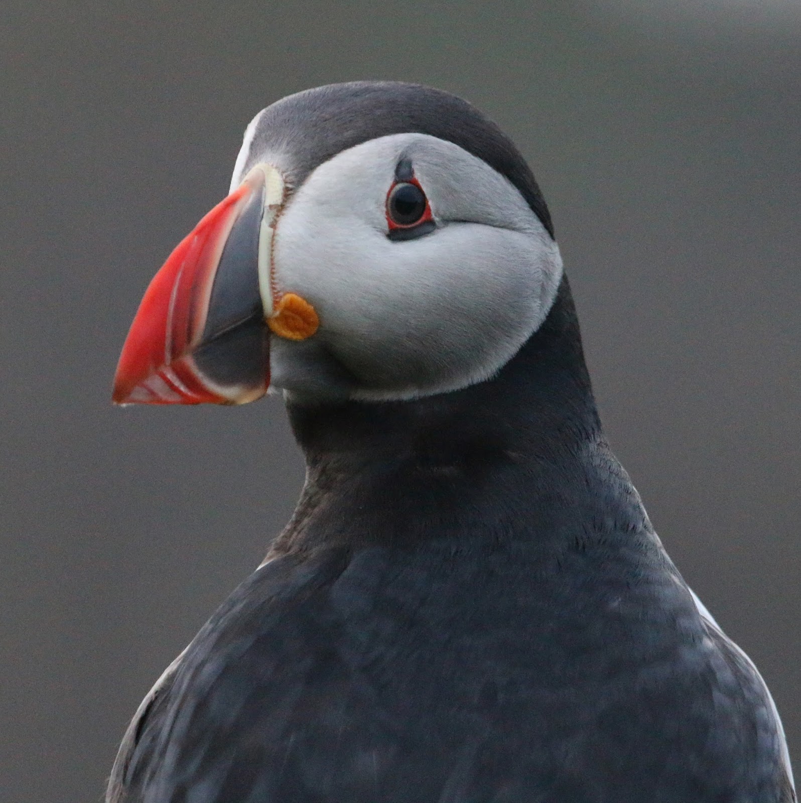 Fair Isle: Puffins, People & Big Sky